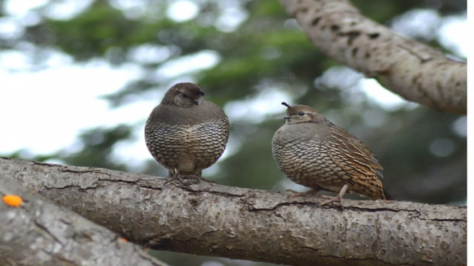 Japanese Quail Farming