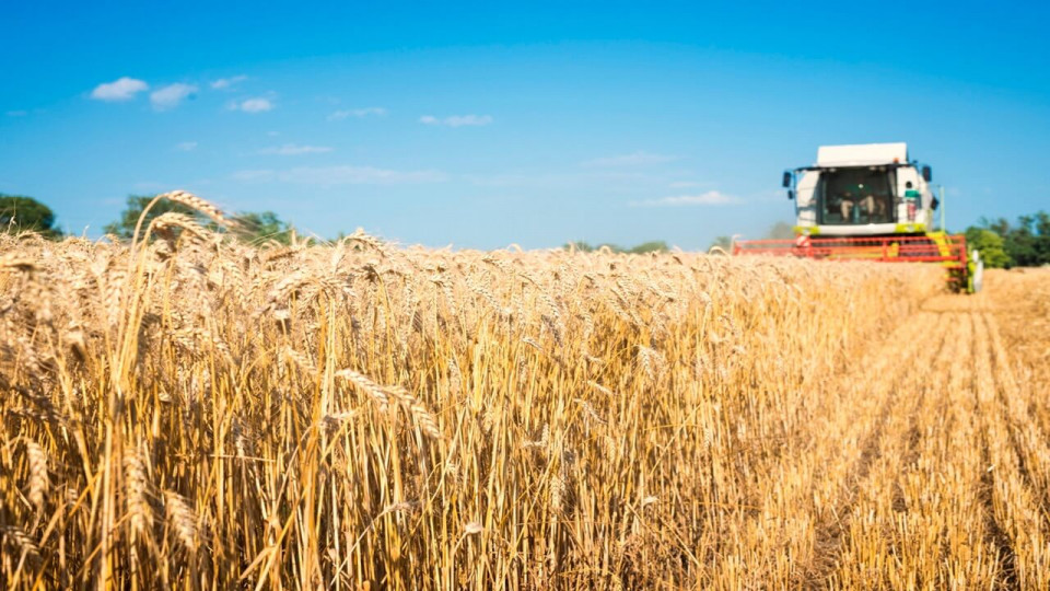 Successful Wheat Farming in Nigeria Guidelines