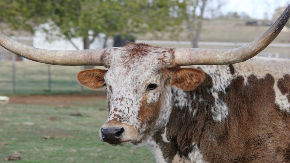 RUGA in Nigeria: Controversy, Vision and Opportunities