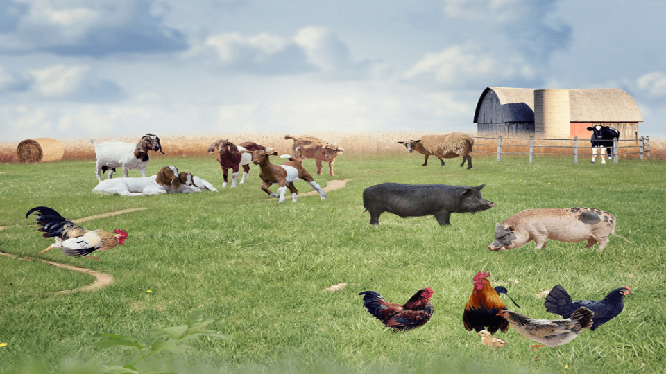 Farm Animal Sanitation and Biosecurity