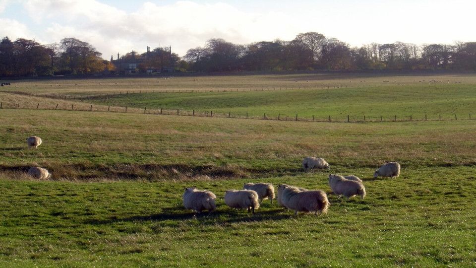 Farm Animal Health Tips