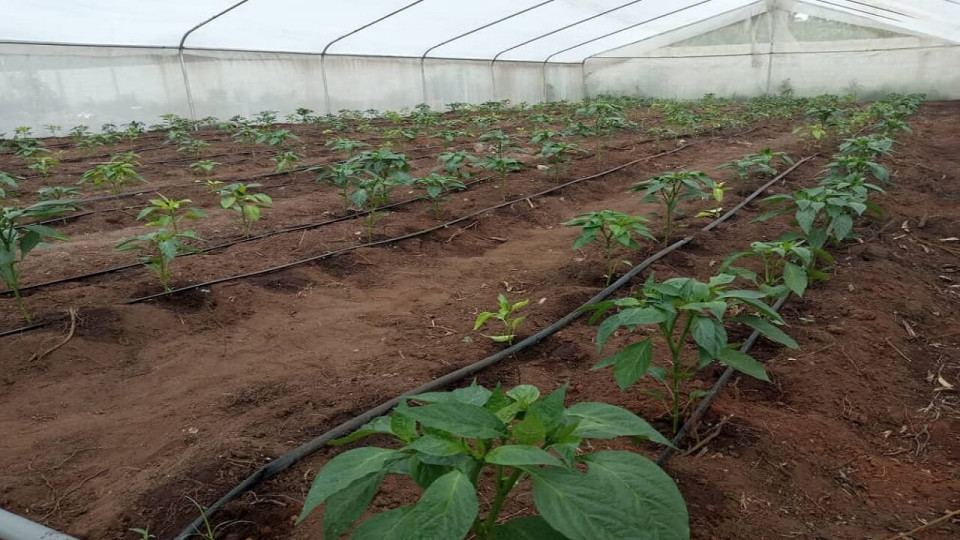 Drip Irrigation System: Benefits, Operations And Maintenance