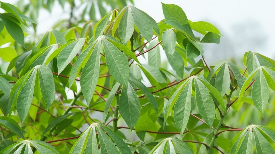 Introduction to Cassava Farming