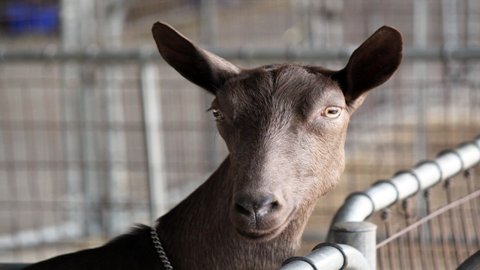 Rasing Goats for Milk Production