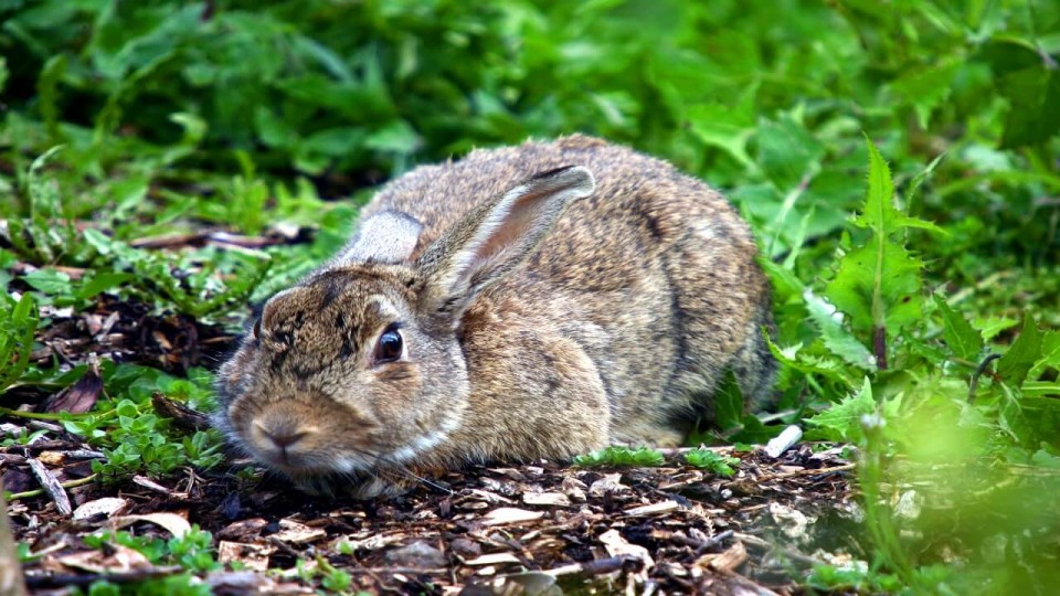Rabbit Breeds and Farming