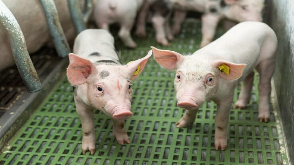 Pig Production and Management
