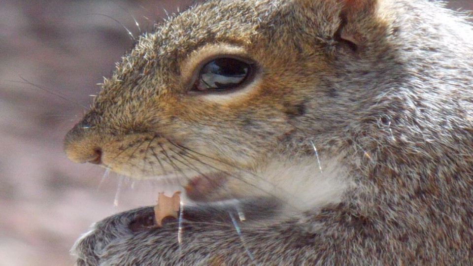 7 Benefits of Grasscutter Farming