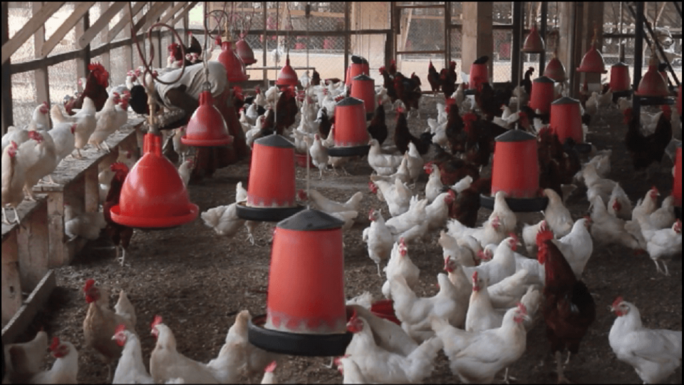 Poultry Farming