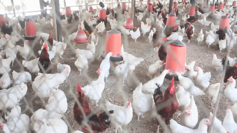 Layer Housing Conditions