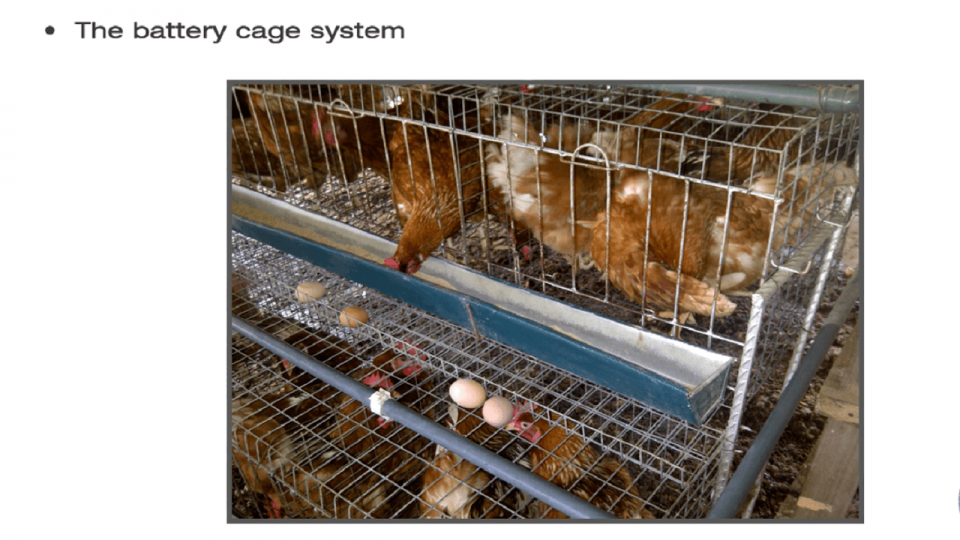Poultry Housing