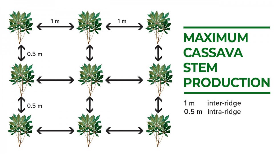 Growing Cassava in Nigeria