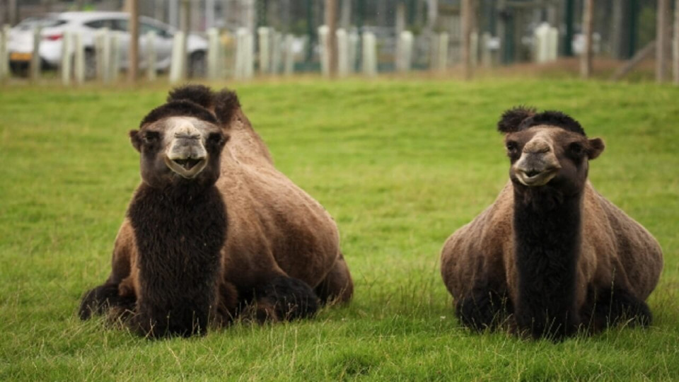 Camel Farm: Production and Management of Camel