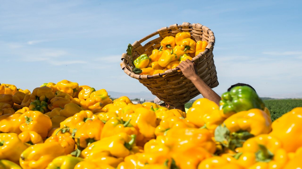 Importance of Fruits and Vegetables